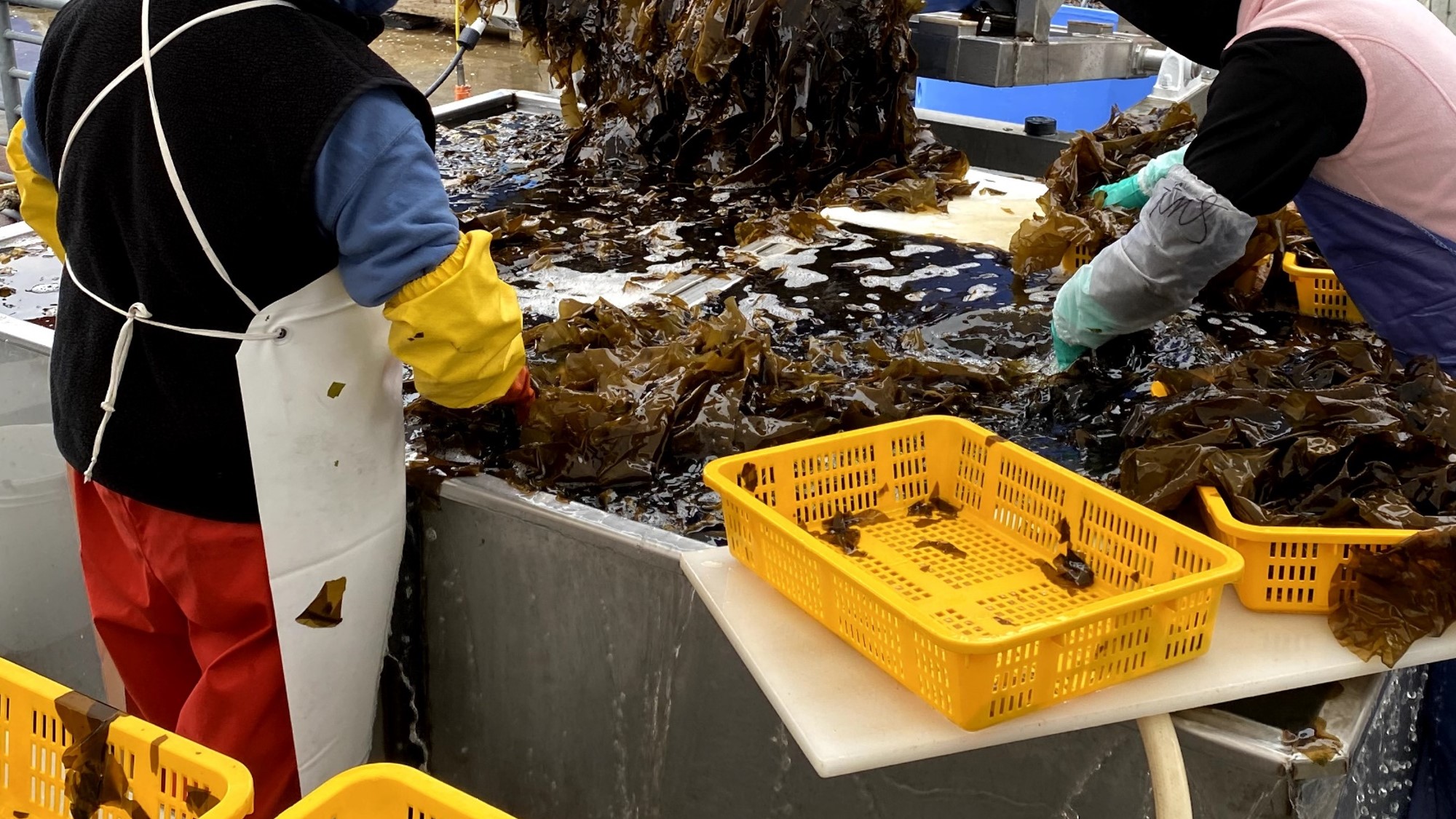 Waste to Energy: Biofuel from Kelp Harvesting and Fish | Feature | PNNL